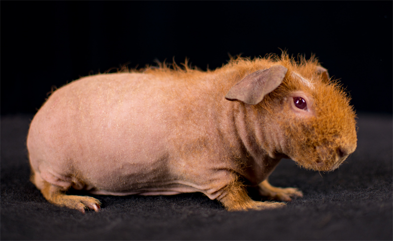 Santa Barbara Skinny Pigs