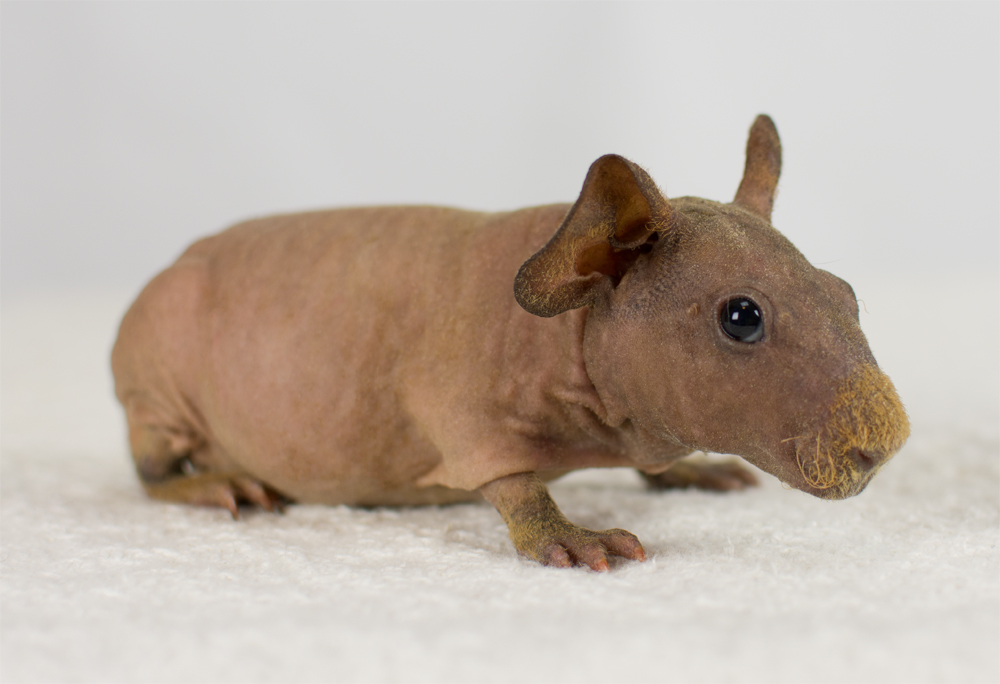 Santa Barbara Skinny Pigs