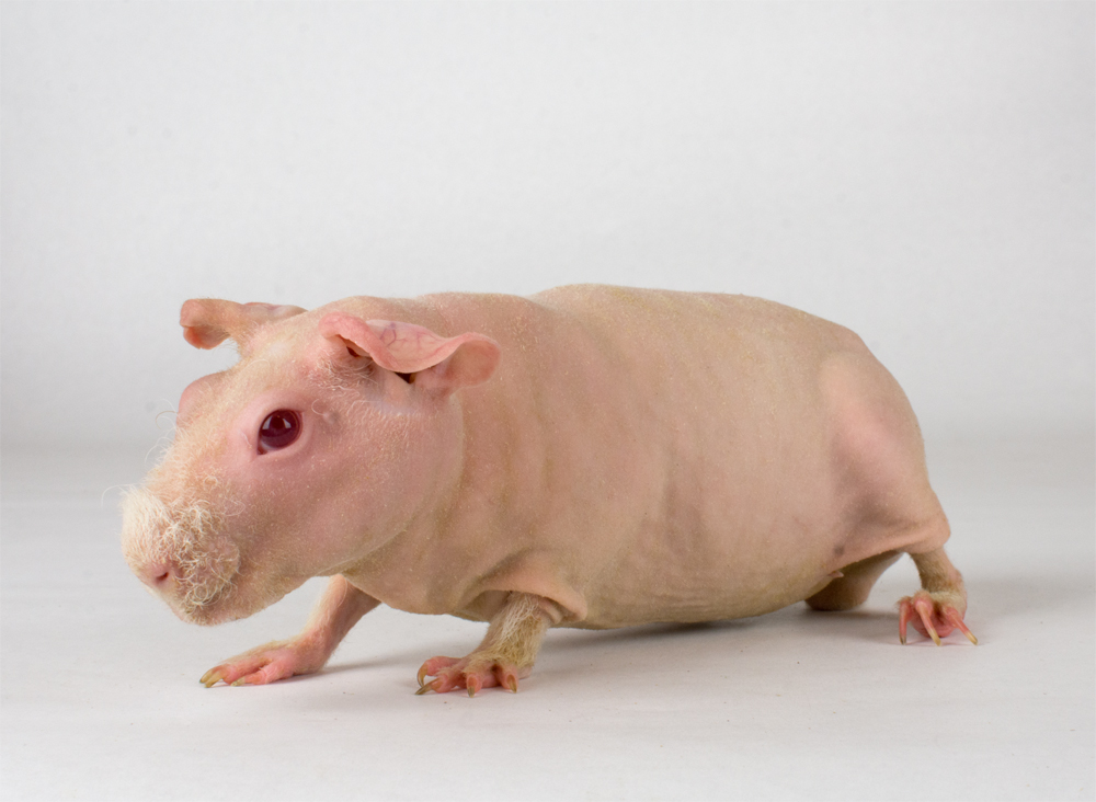 Santa Barbara Skinny Pigs